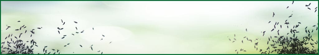 Outer Banks Pest Control Maintenance Programs - PRO 1 SOLUTIONS