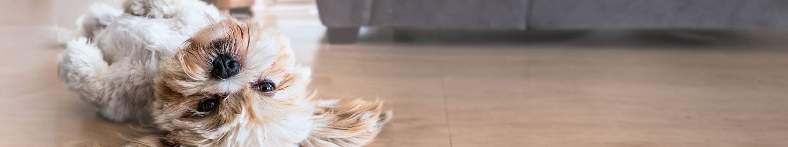 Outer Banks Flea Control | Pro 1 Pest Control