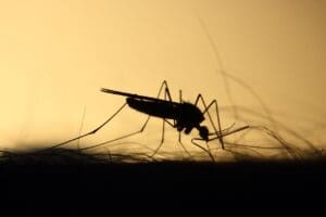 Outer Banks Pest Control and Wildlife Removal | Pro 1 Pest Control