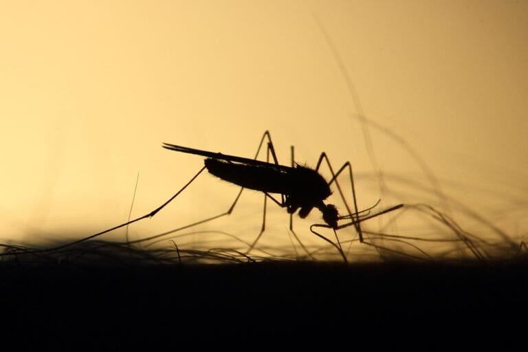 Outer Banks Pest Control and Wildlife Removal | Pro 1 Pest Control