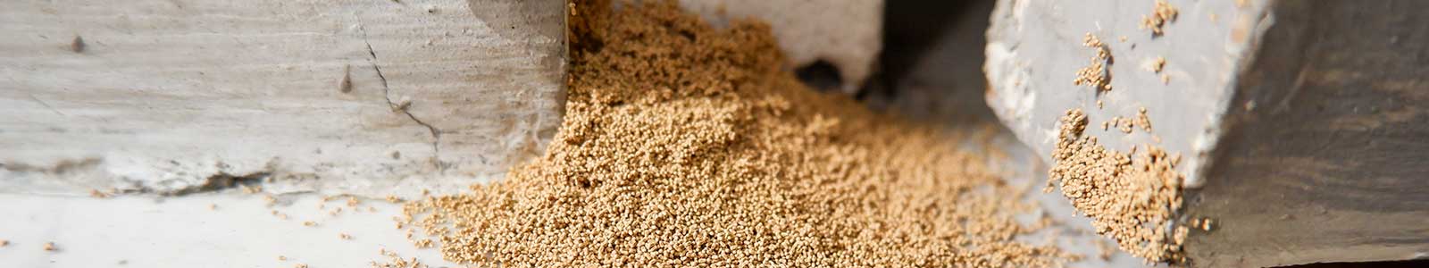 Outer Banks & NENC Termite Control | Pro 1 Pest Control