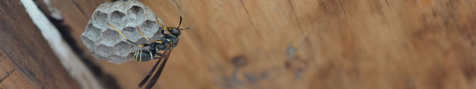 Outer Banks & Northeastern NC Wasp Control | Pro 1 Pest Control