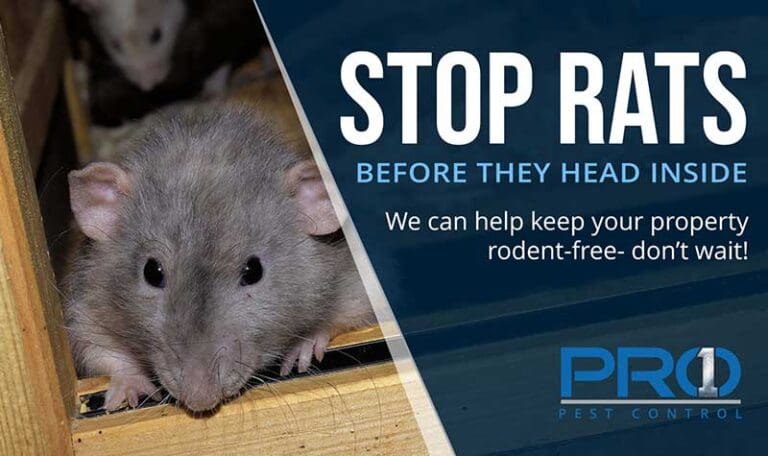 Protect Your OBX Home From Roof Rats | Pro 1 Pest Control