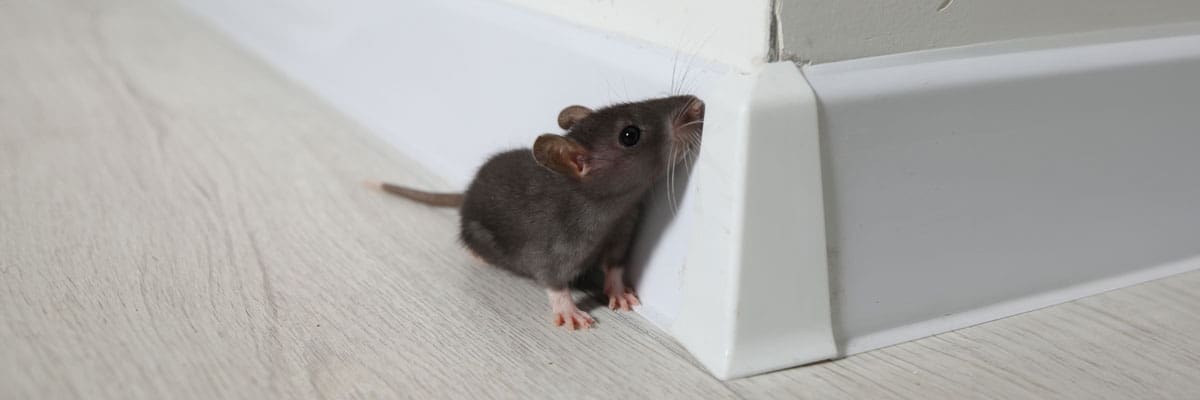 Rat Control & Extermination Services | Pro 1 Pest Control