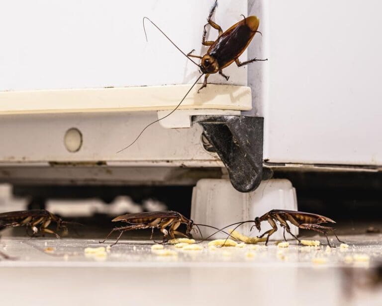 Outer Banks Pest Control and Wildlife Removal | Pro 1 Pest Control