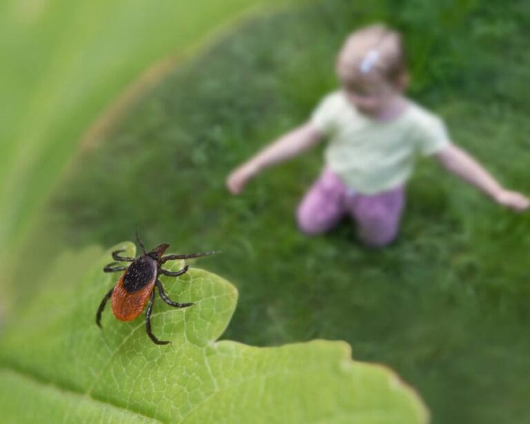 Outer Banks Pest Control and Wildlife Removal | Pro 1 Pest Control